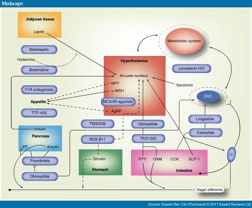Regulation of Appetite to Treat Obesity - Page 4
