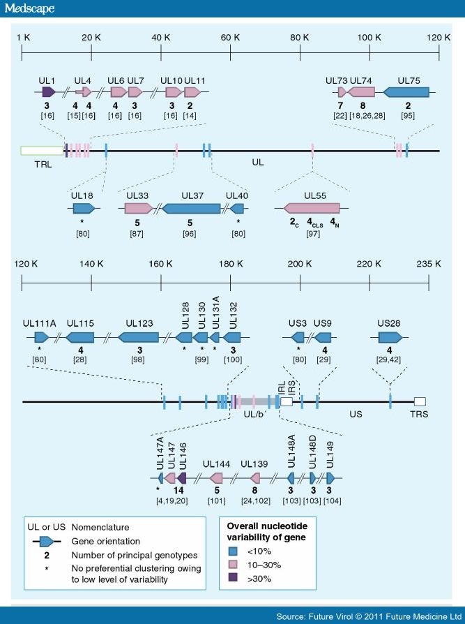 Human Cytomegalovirus: Significance in the Human Host - Page 2