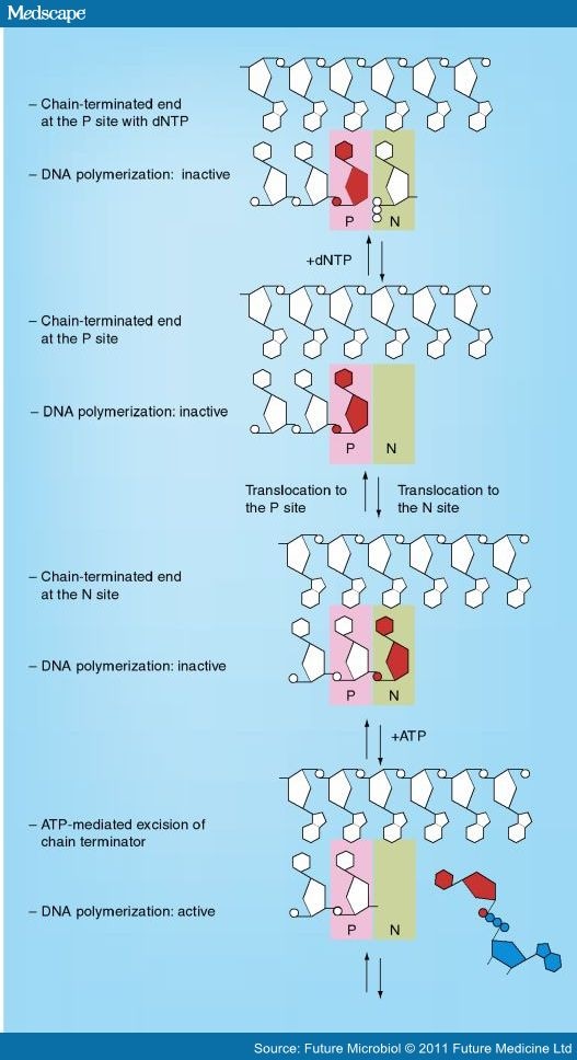 HIV Reverse-Transcriptase Inhibitor-Resistance Mutations - Page 4