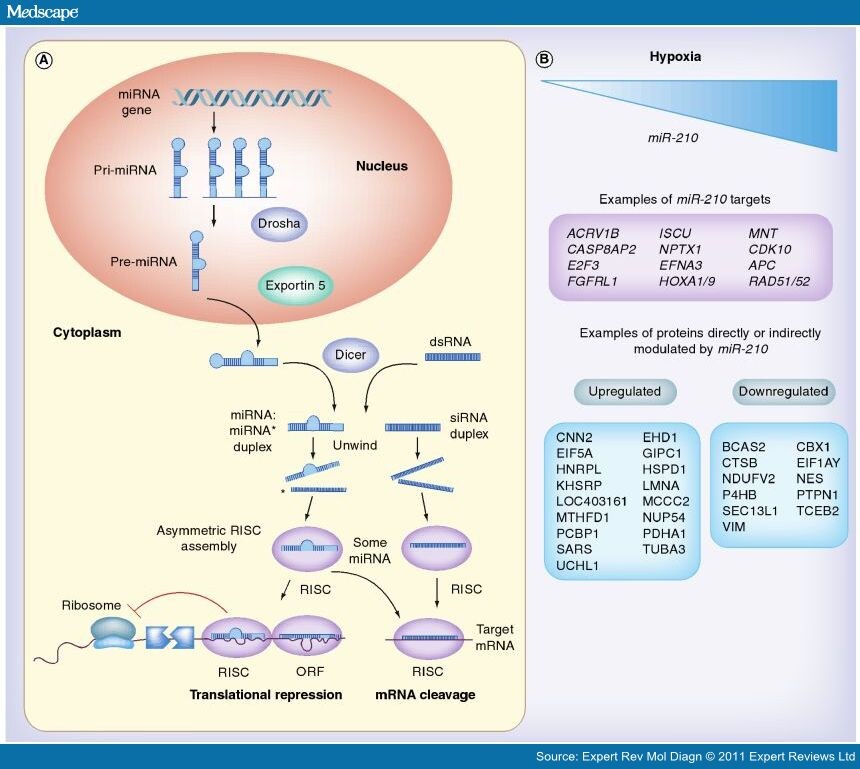 Cell-Free and Circulating Tumor Cell-Associated miRNAs - Page 2
