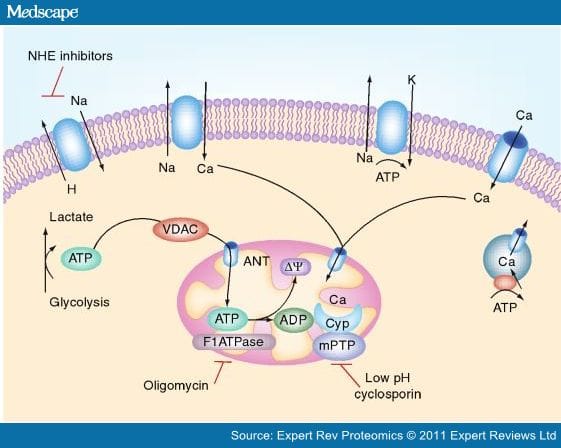 Cardiac Proteomic Responses to Ischemia - Page 2