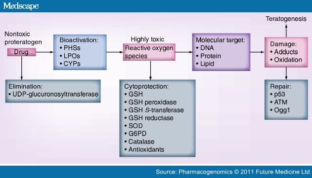 Pharmacogenetics of Drug-Induced Birth Defects - Page 2