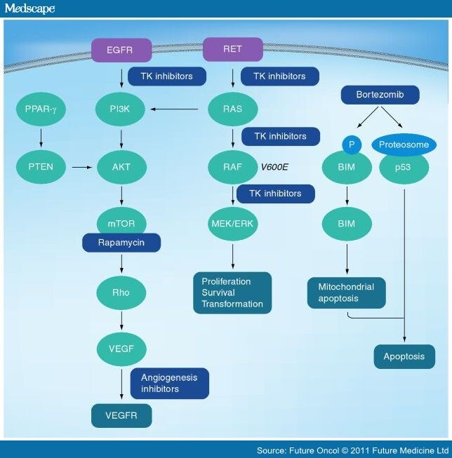 Targeted Therapy in Refractory Thyroid Cancer