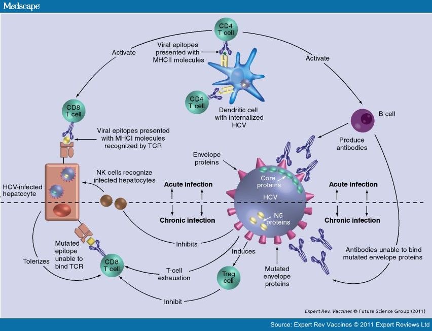 Vaccination for Hepatitis C Virus: An Evasive Target - Page 5