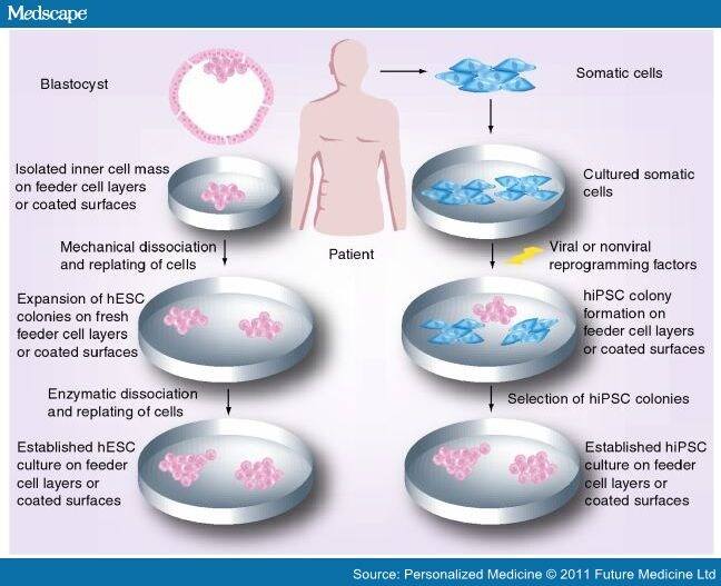 Stem Cells in Drug and Toxicological Screening - Page 2