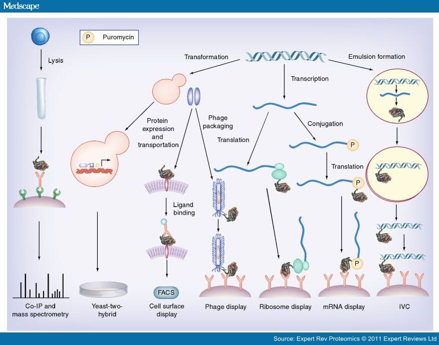 mRNA Display Selections in Protein–Protein Interactions - Page 3
