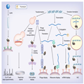 mRNA Display Selections in Protein–Protein Interactions - Page 3