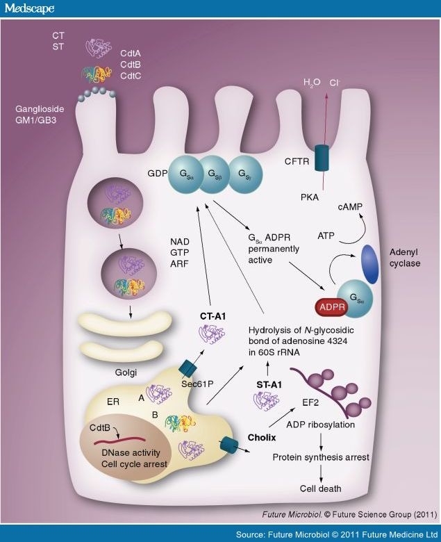Bacterial Toxins Interactions With Gastrointestinal Mucosa - Page 3