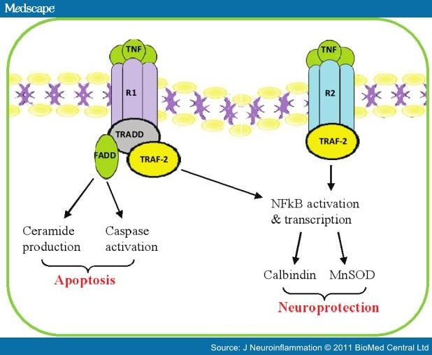 A Role for TNF-alpha in Ischemia and Ischemic Preconditioning