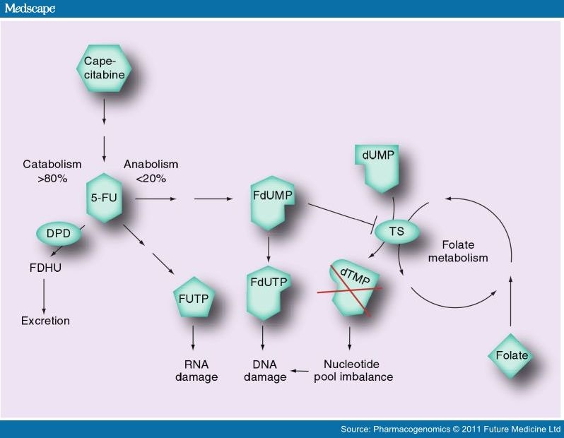 Dihydropyrimidine Dehydrogenase Gene Predicts 5-FU Toxicity - Page 2