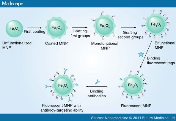 Engineering the Multifunctional Surface on Magnetic Nanoparticles for ...