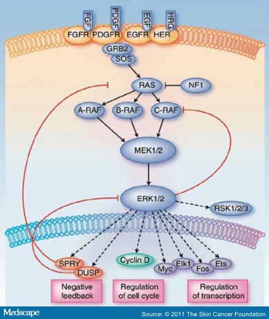 How Zelboraf Extends Life for Patients With Metastatic Melanoma - Page 2