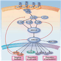 How Zelboraf Extends Life for Patients With Metastatic Melanoma - Page 2