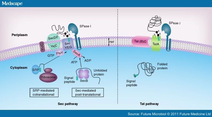 Bacterial Type I Signal Peptidases As Antibiotic Targets
