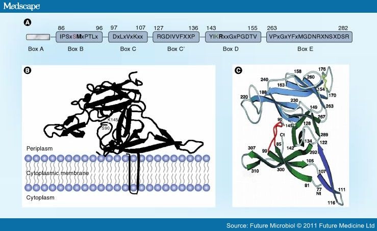 Bacterial Type I Signal Peptidases As Antibiotic Targets - Page 3