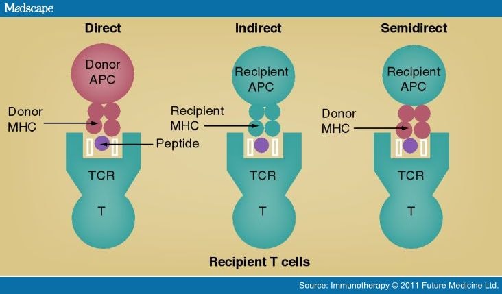 Immune Recognition and Rejection of Allogeneic Skin Grafts - Page 3