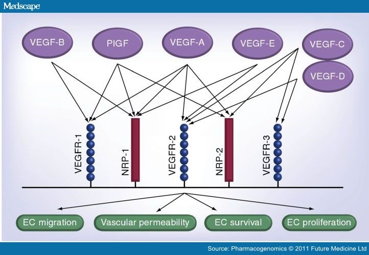 Genetic Variations in the VEGF System and Colorectal Cancer - Page 2
