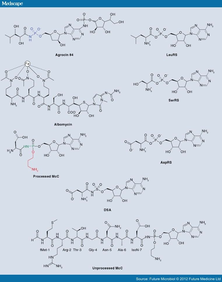Microcin C: Biosynthesis and Mechanisms of Resistance - Page 2