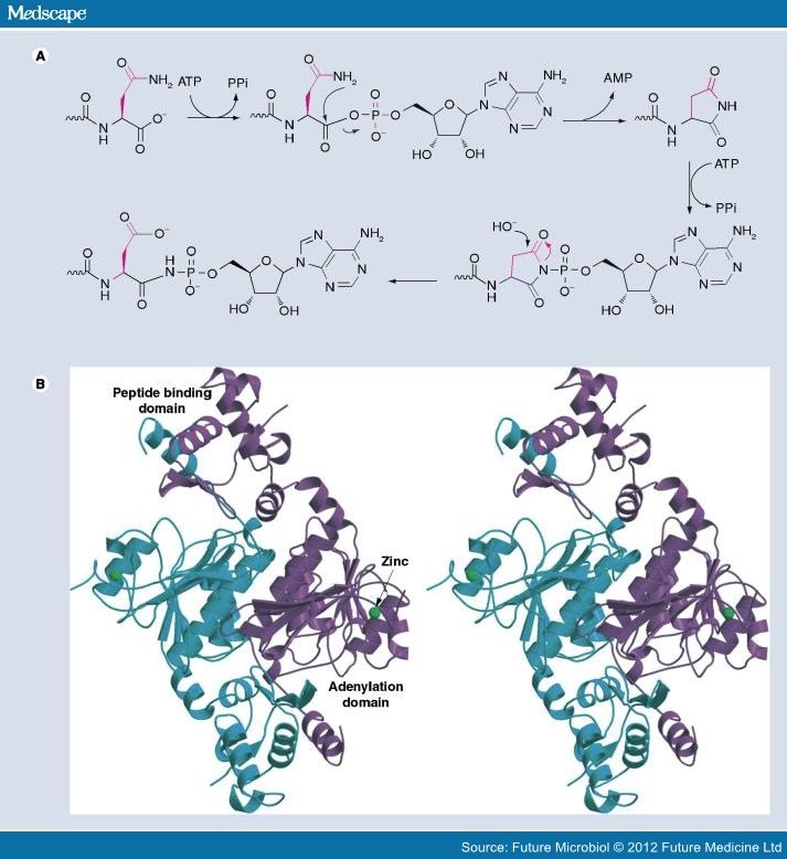 Microcin C: Biosynthesis and Mechanisms of Resistance - Page 4