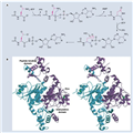 Microcin C: Biosynthesis and Mechanisms of Resistance