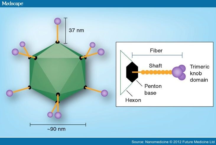 Adenovirus Interactions With Host Factors and Gene Therapy - Page 2