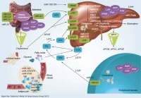 MiRNAs and Diabetes Mellitus