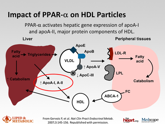 Cardiometabolic Risk: What Can the PPAR-alpha Agonists Teach Us ...