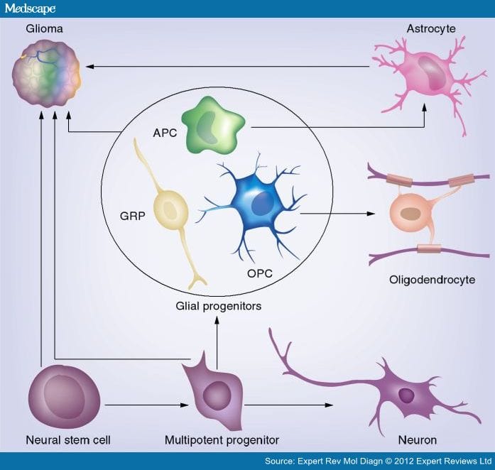 The Cellular Origin for Malignant Glioma - Page 2