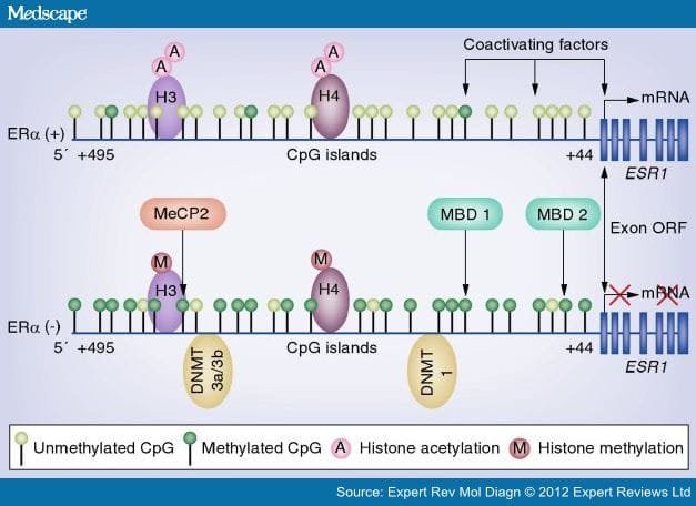 Epigenetics of ER-Negative Primary Breast Cancer - Page 3