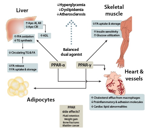 Part II: PPARs and Cardiovascular Disease Risk Reduction in Patients ...