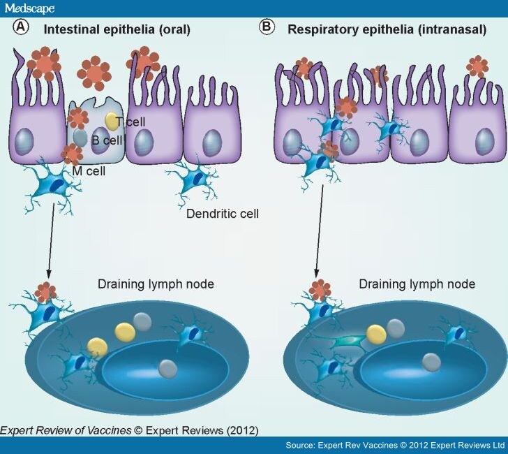 Microneedle and Mucosal Delivery of Influenza Vaccines - Page 4