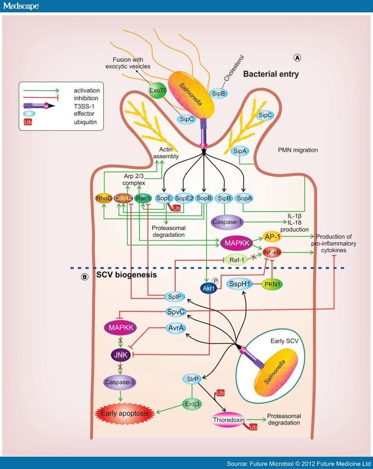 Type III Effector-Mediated Processes in Salmonella Infection
