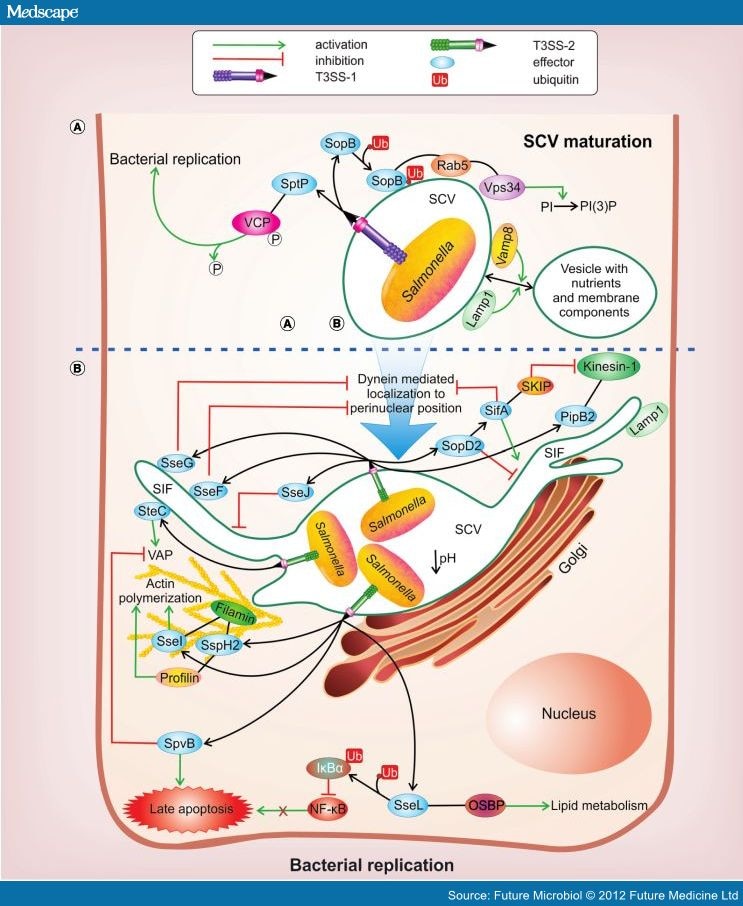 Type III Effector-Mediated Processes in Salmonella Infection