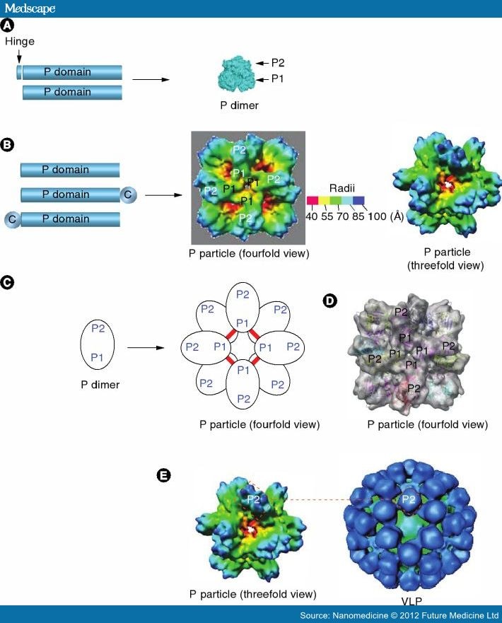 Norovirus P Particle - Page 4