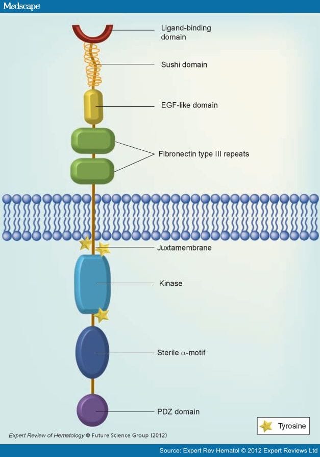 EPHA3 as a Target in the Hematological Malignancies - Page 2