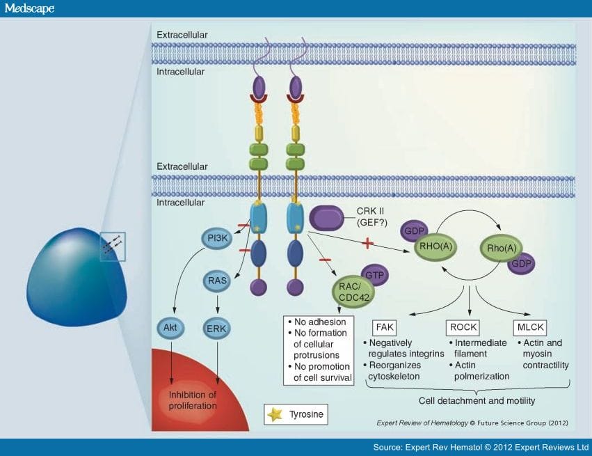 EPHA3 as a Target in the Hematological Malignancies - Page 3
