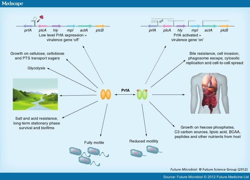 Lessons Learned From Listeria monocytogenes - Page 6