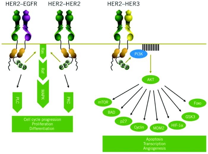 HER2 Therapy: Horizons and Advances