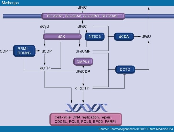 Gemcitabine and Genetic Polymorphisms in Pancreatic Cancer