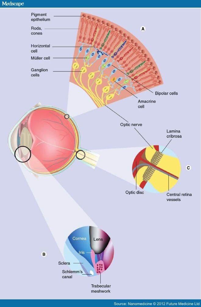 Progress Towards Noninvasive Gene Therapy Of Glaucoma