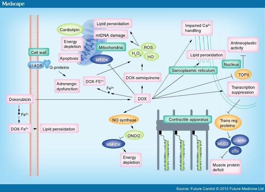 Cardiotoxicity in Childhood Cancer Survivors - Page 3
