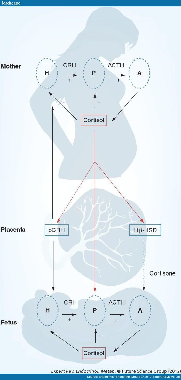 Neurobehavioral Risk From Fetal Exposure to Stress Hormones - Page 5