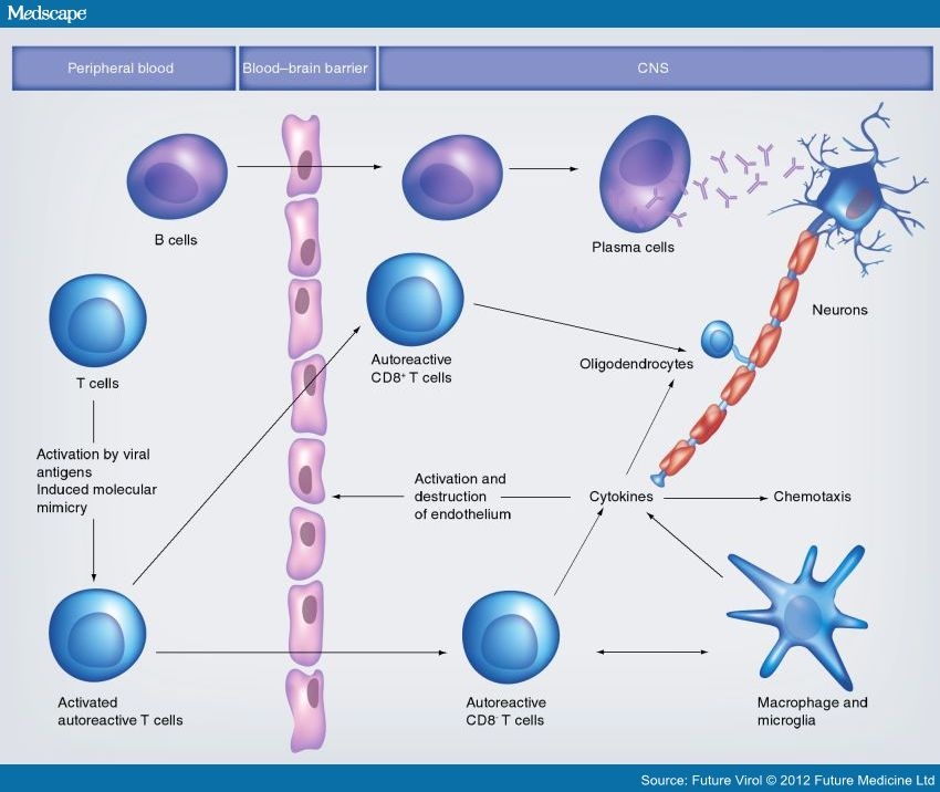 The Long and Evolving Relationship Between Viruses and MS - Page 2