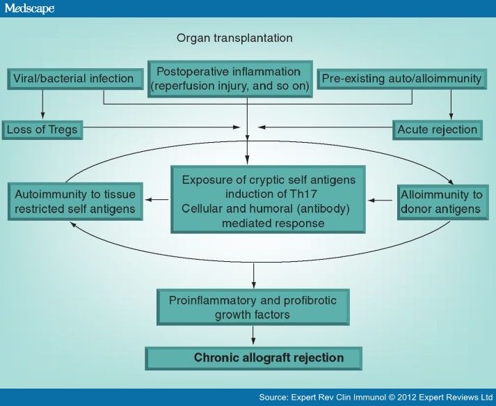 Chronic Rejection: Autoimmune Responses to Self-Antigens - Page 3