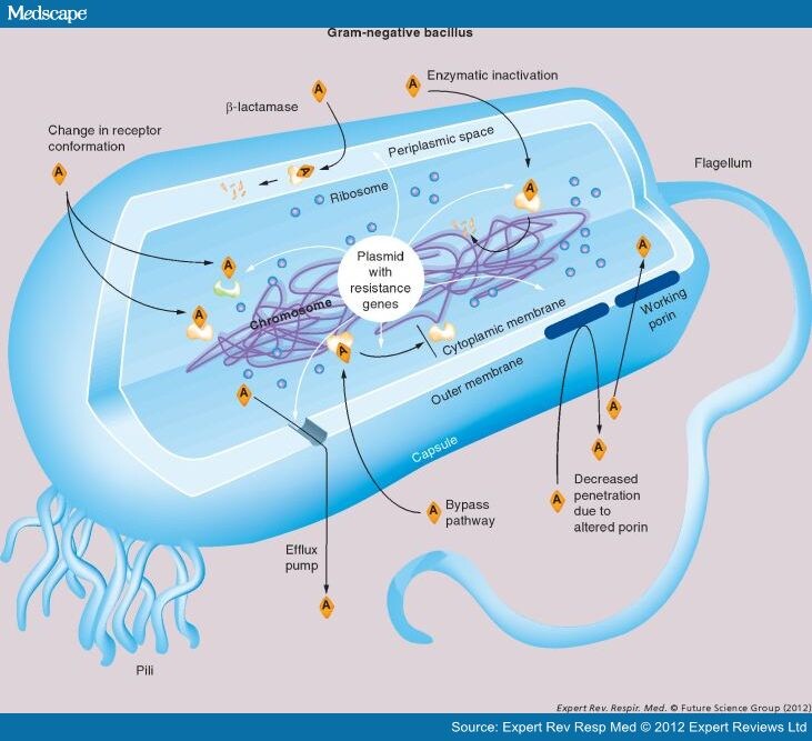 Management of VAP Caused by Multidrug-Resistant Pathogens - Page 4