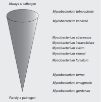 Pulmonary Disease Caused by Nontuberculous Mycobacteria