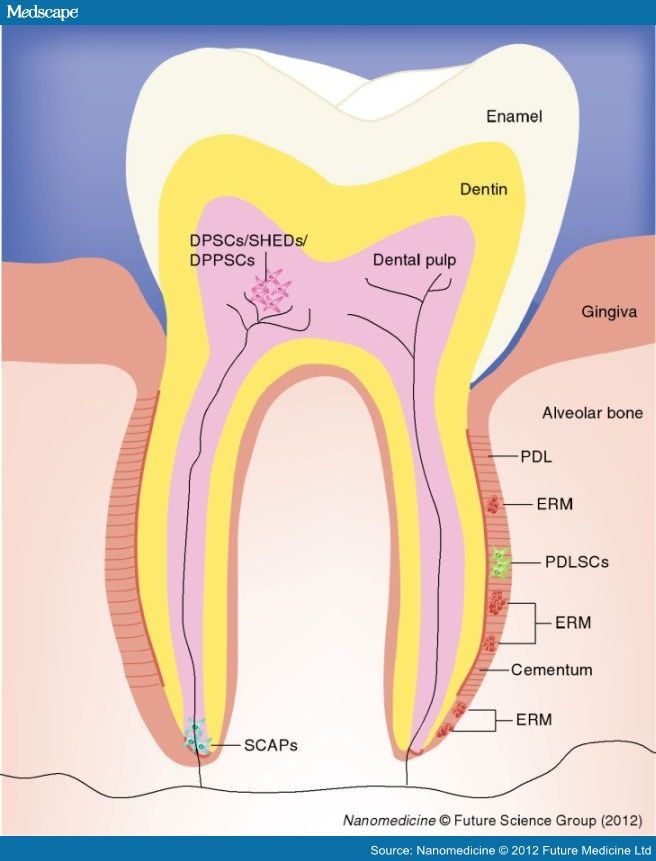 Nanomaterials and Stem Cells for Dental Tissue Regeneration - Page 3