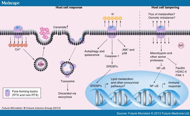 RTX Pore-Forming Toxin a-Hemolysin of Uropathogenic E. coli - Page 3
