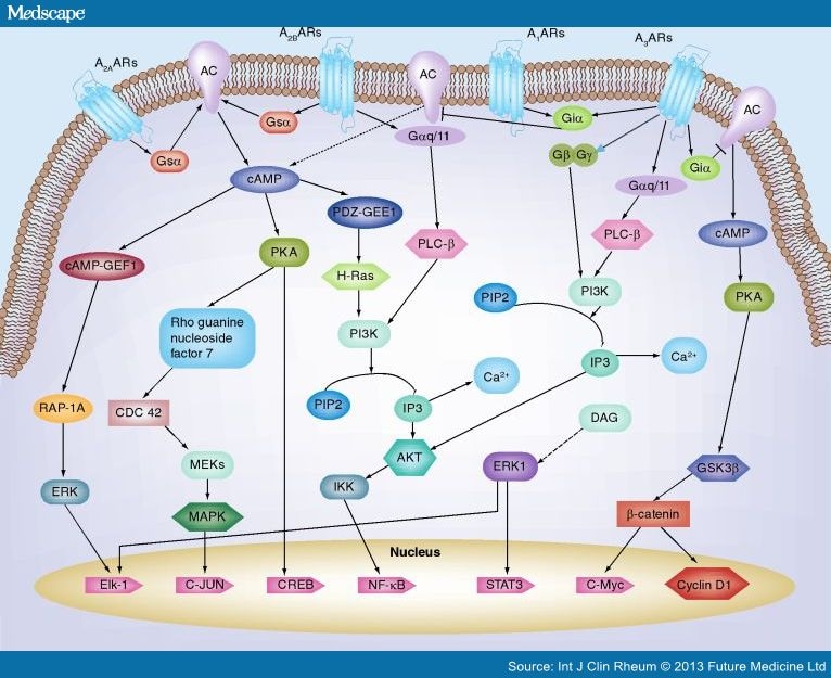 Adenosine and Adenosine Receptors in Rheumatoid Arthritis - Page 4