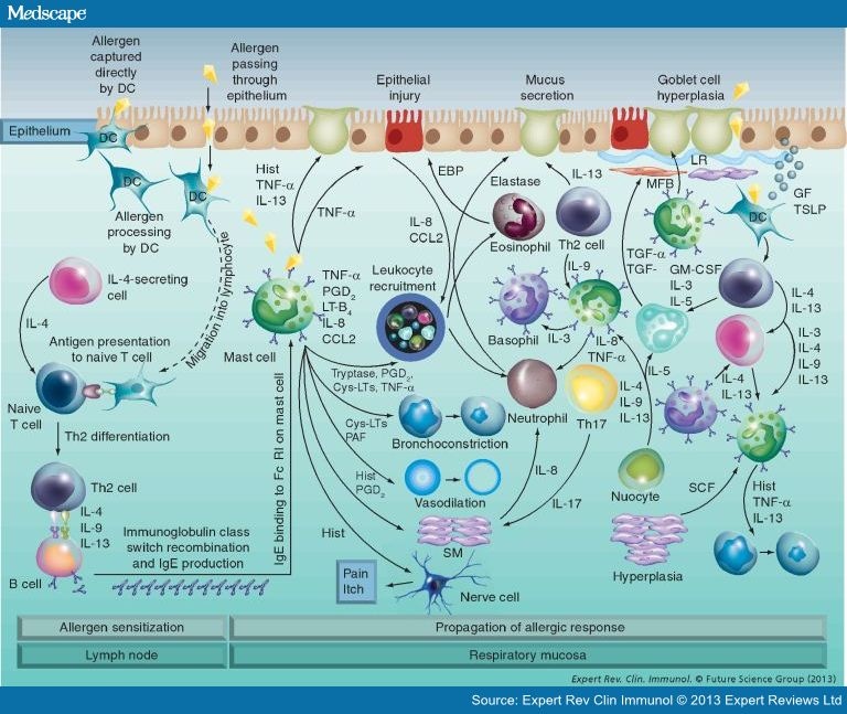 Immunopathogenesis of Allergic Disorders: Current Concepts - Page 7